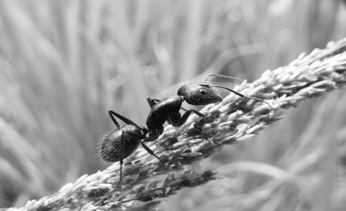 Devenir une fourmi - Achak